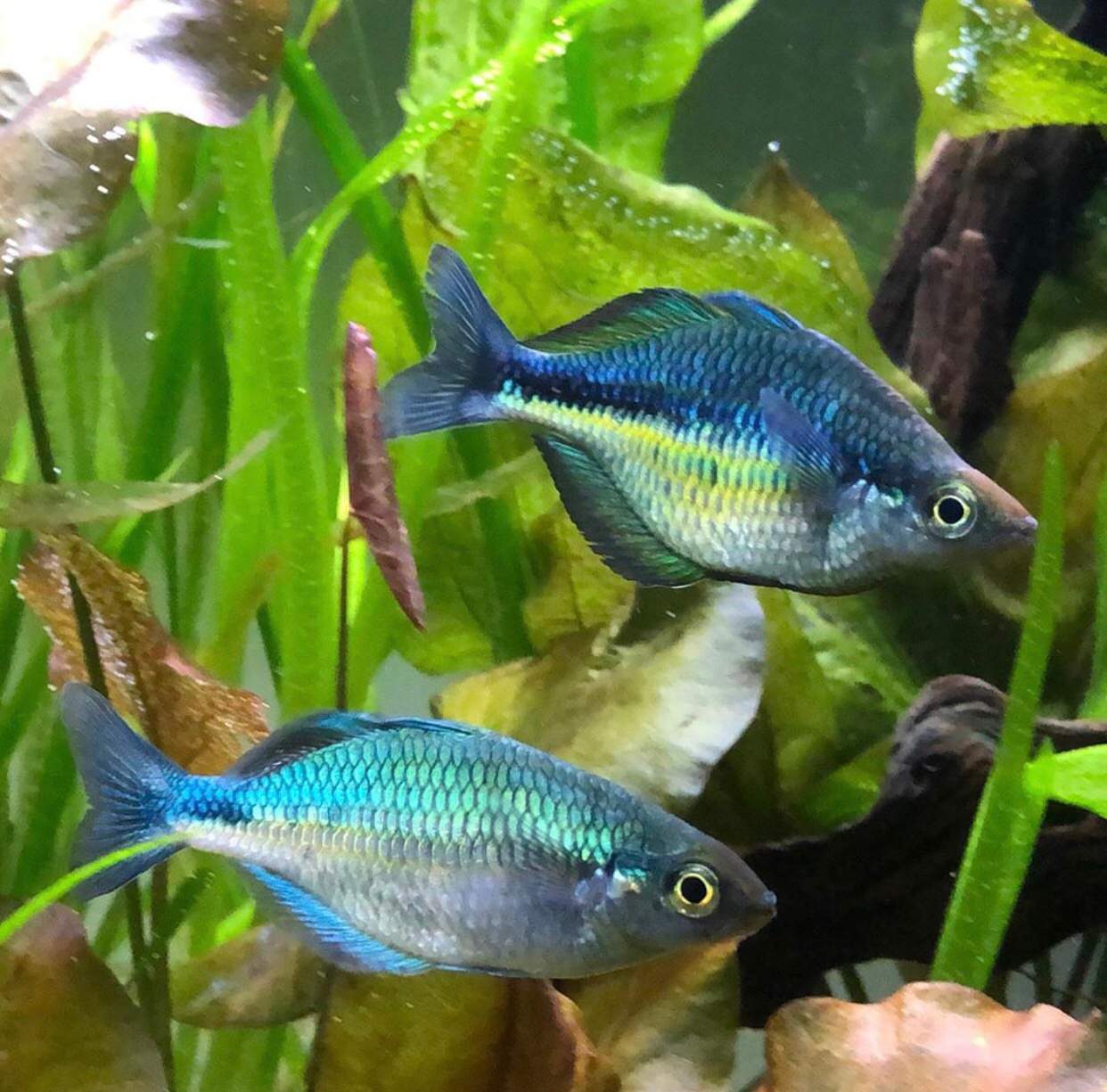 Rainbow Fish – Stillwater Aquaria