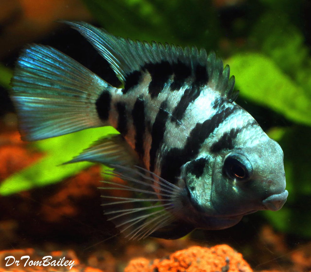Blue Tiger Parrot Cichlid (Amatitlania Nigrofasciata blue) - Live Fish ...